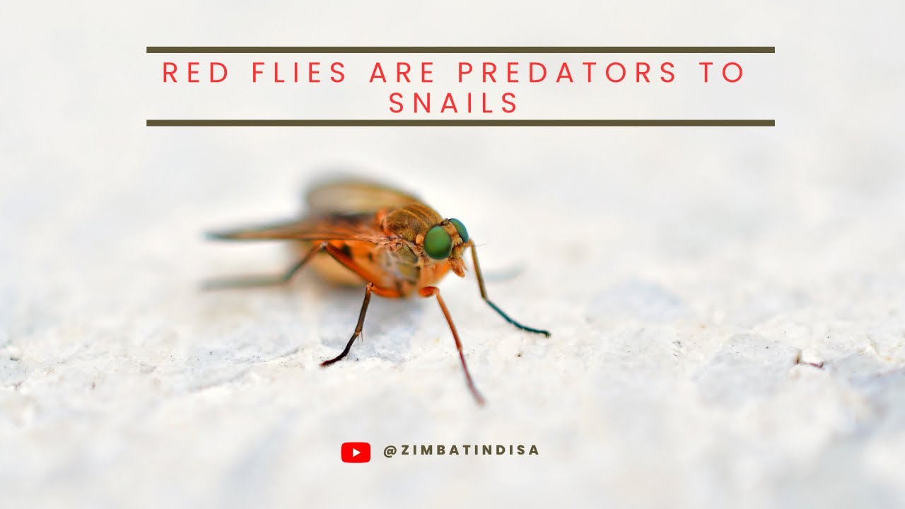 Snail Predators - YouTube
