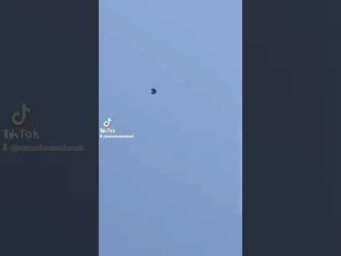 Makedonski dunek, macedonian donek, pacali donek, pigeon, pet, animal, roller, guvercin