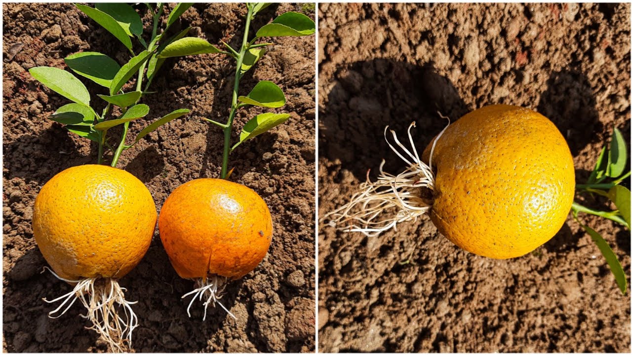 can we grow orange tree from orange/orange care/orange from orange ...