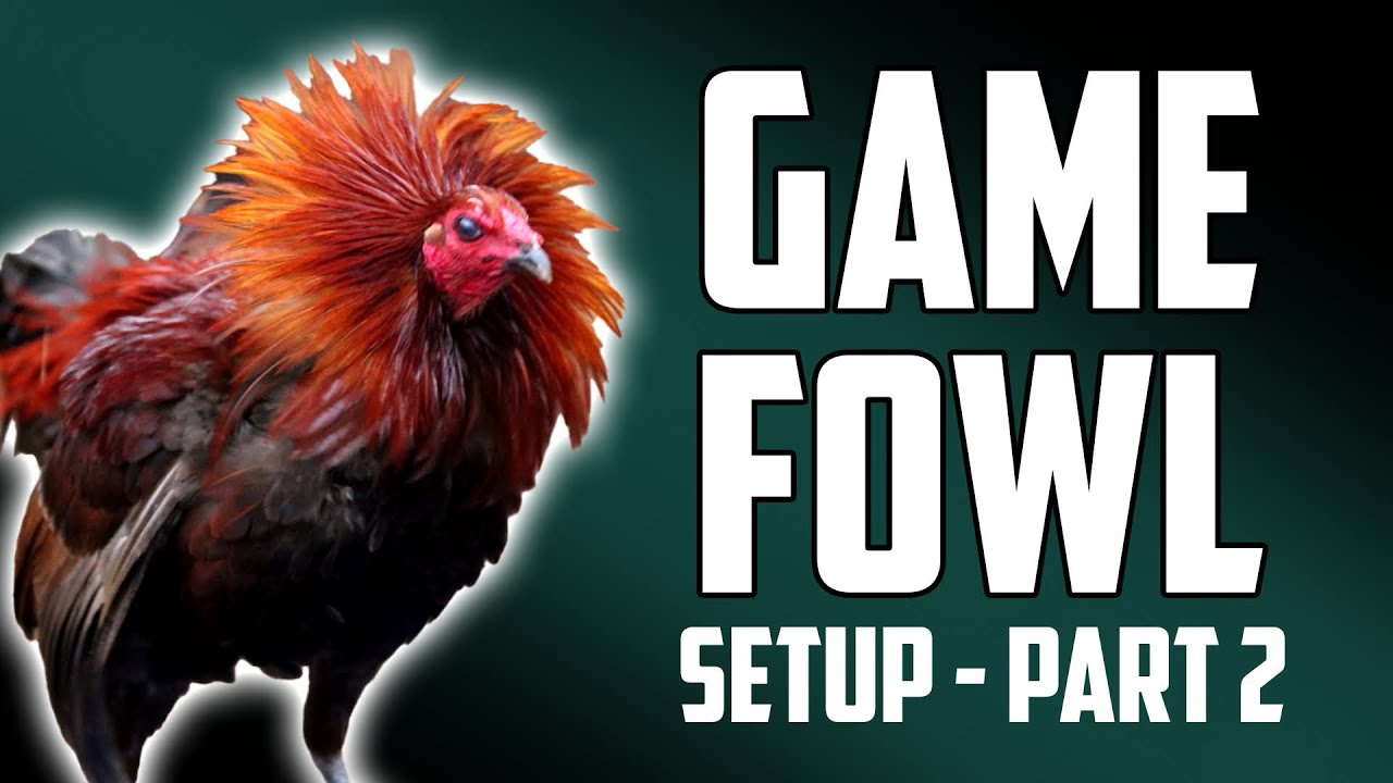 Game Bird Setup - Part 2 - YouTube