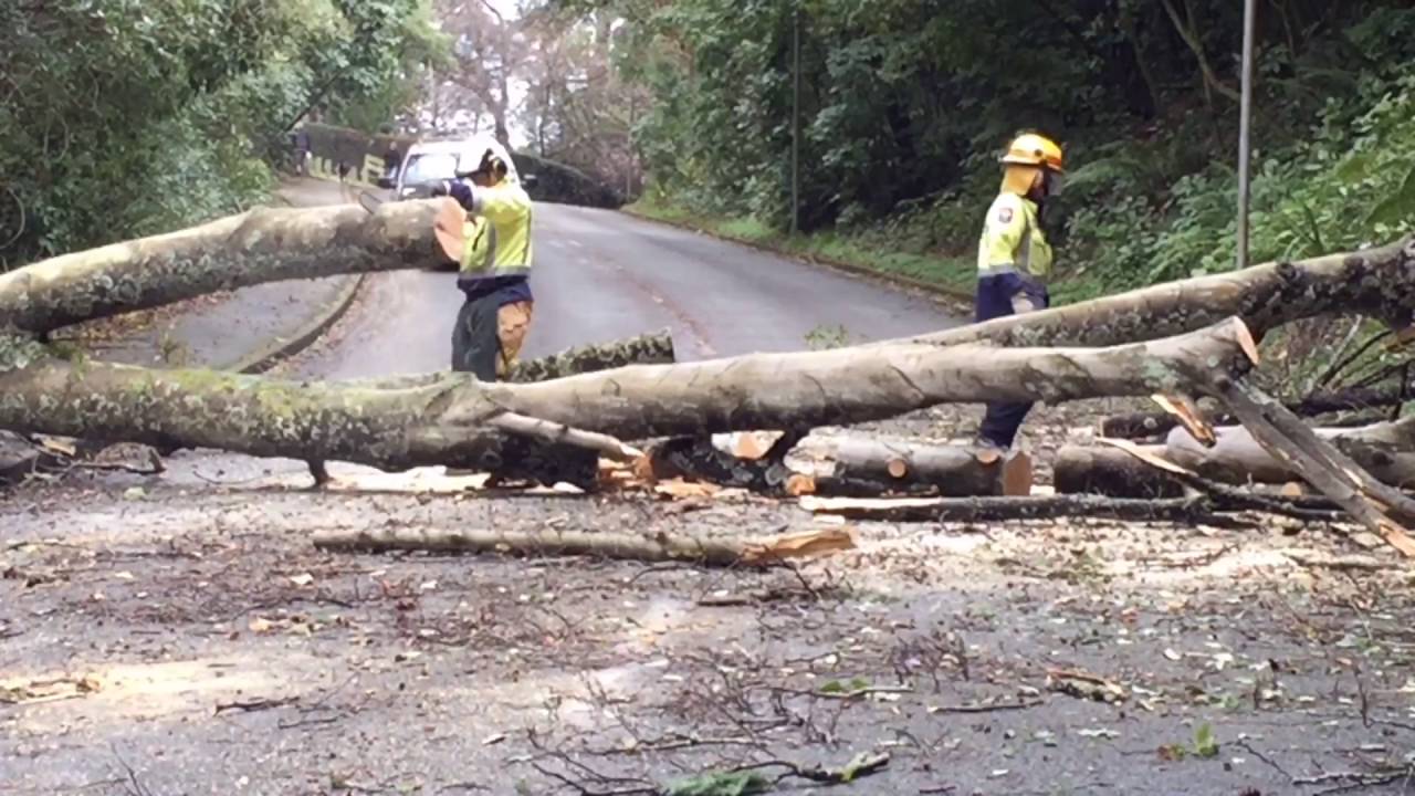 Fallen tree blocks Dunedin road - YouTube