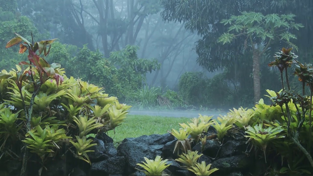 2h Jungle Rain Ambient Relaxing - YouTube
