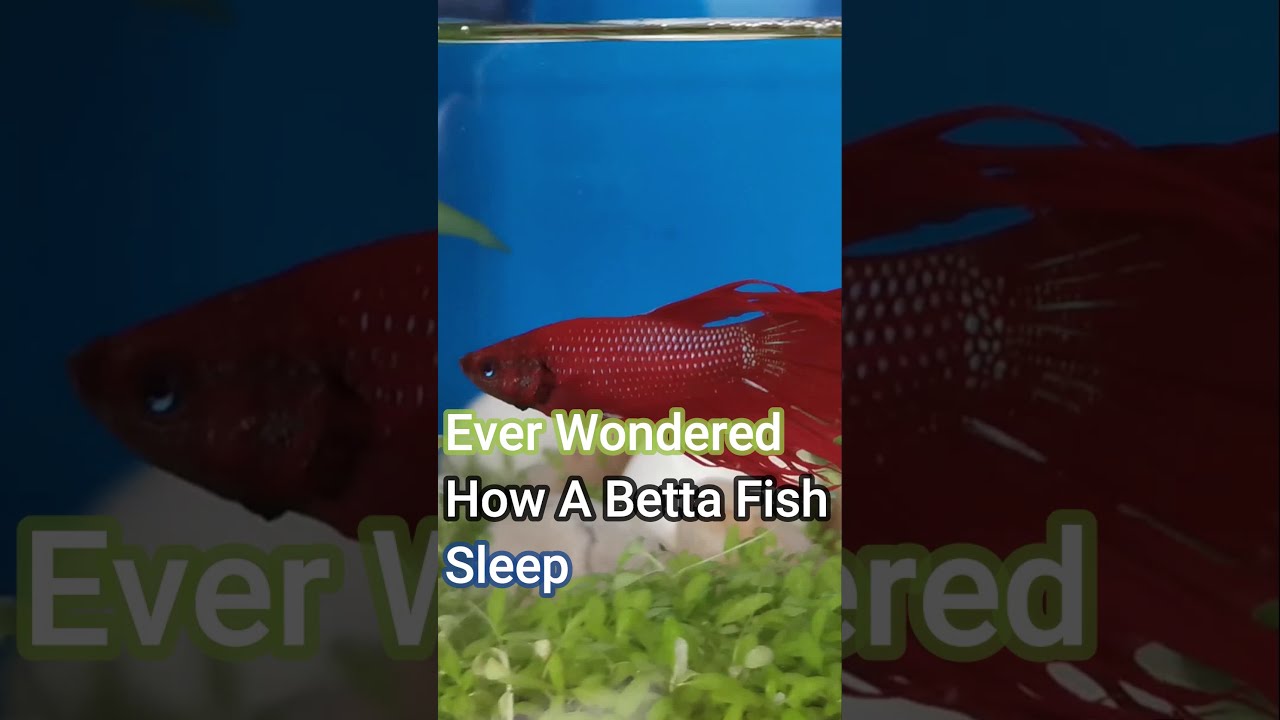 Everyday Betta 10: Betta Fish Sleeping #Shorts - YouTube