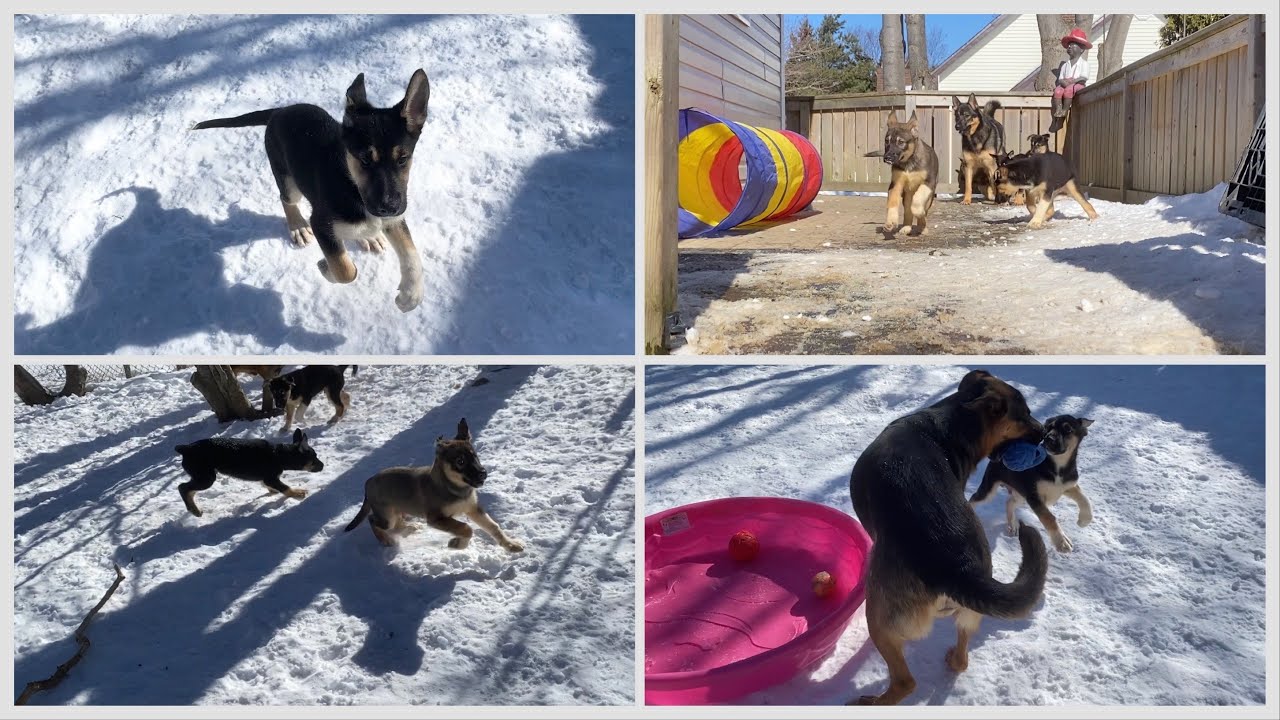 Only 5 Gerberian Shepsky Puppies Left | Enjoying A Sunny Winter Day Of ...