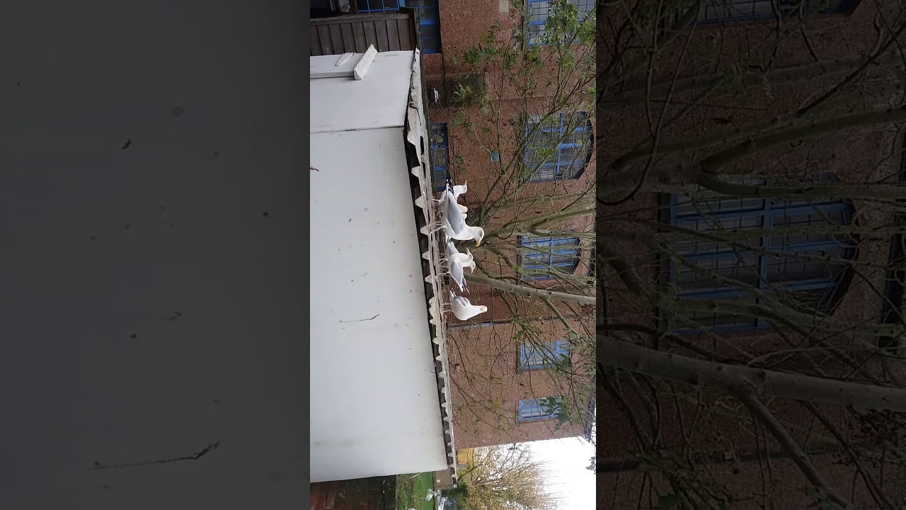 Birds eating meat - YouTube