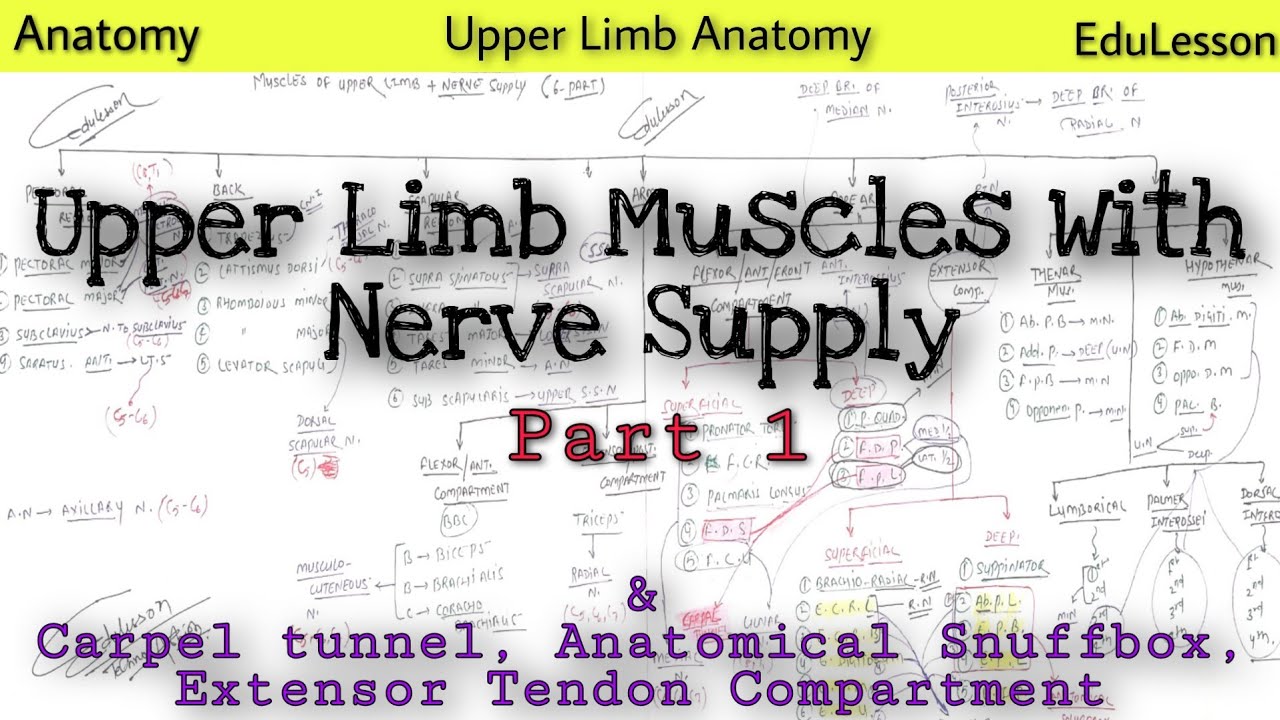 Upper Limb Muscles + Nerve Supply in One chart only 🔥🔥 - (1/2) || Upper ...