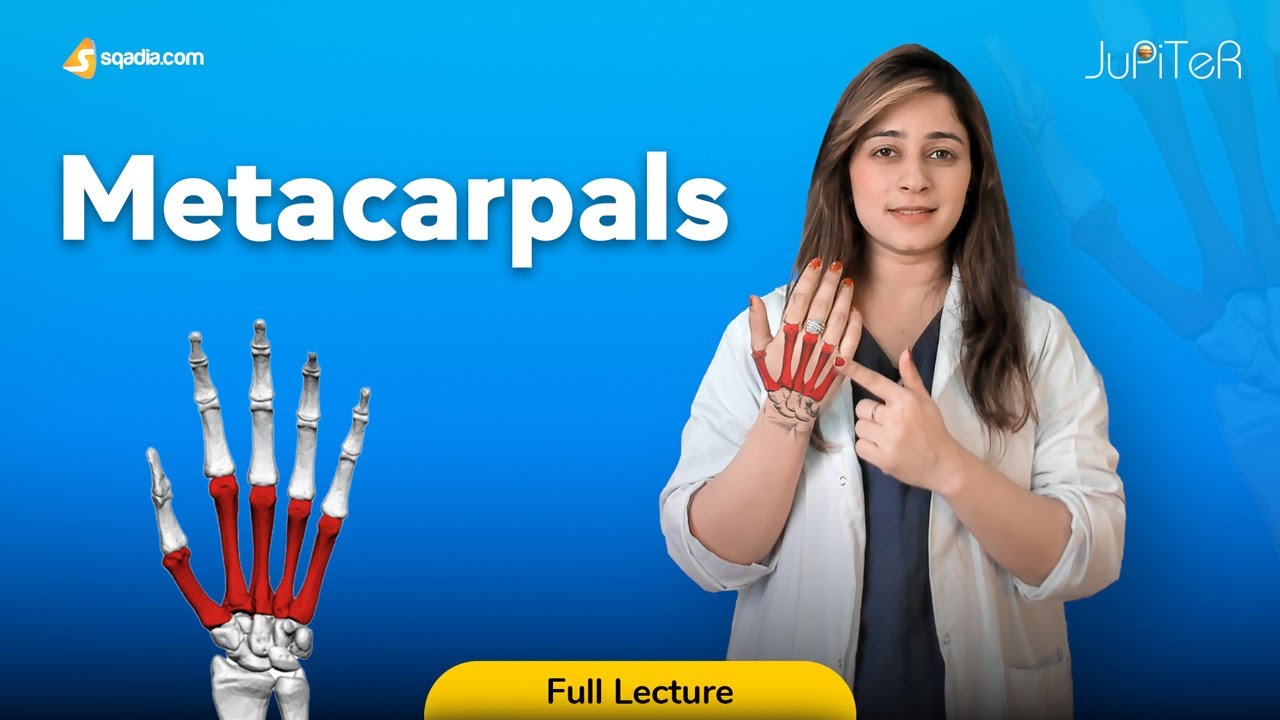 Metacarpals | Bones Hand Anatomy Lecture for Medical Students | V ...