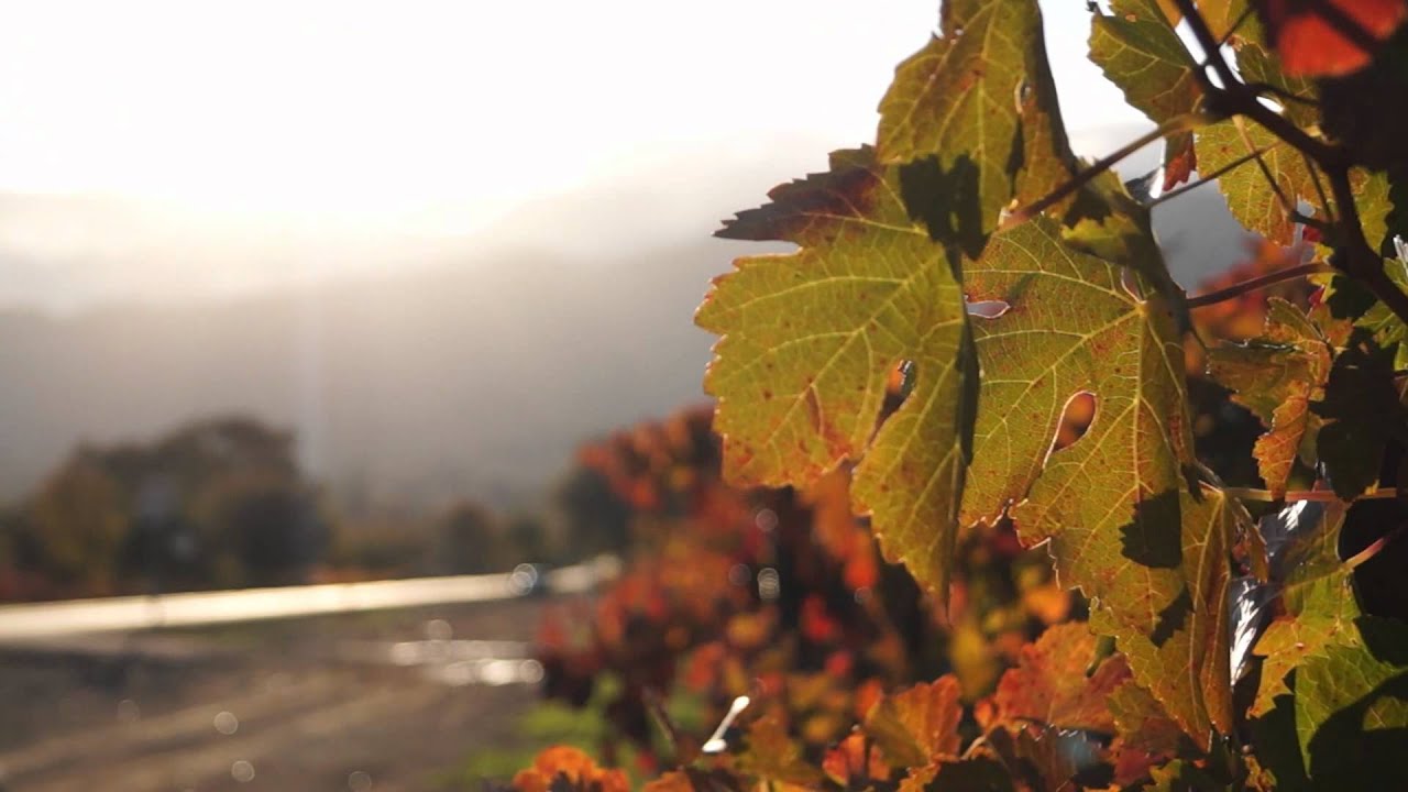 Sony Alpha a65 Focus Test Revise - YouTube