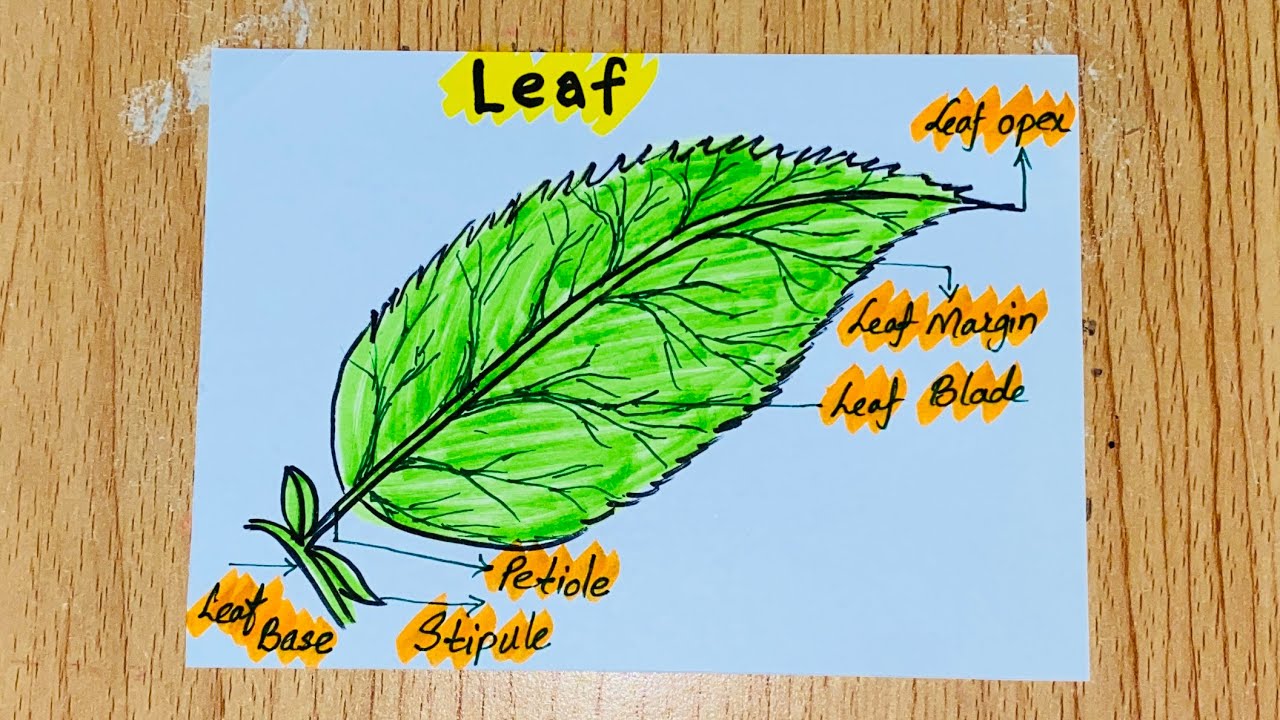 How to draw a leaf detailed drawing | leaf science biology diagram ...