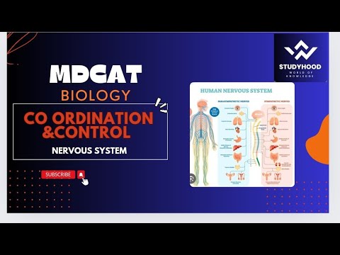 co ordination and control | mdcatbiology | nervous system with easiest ...
