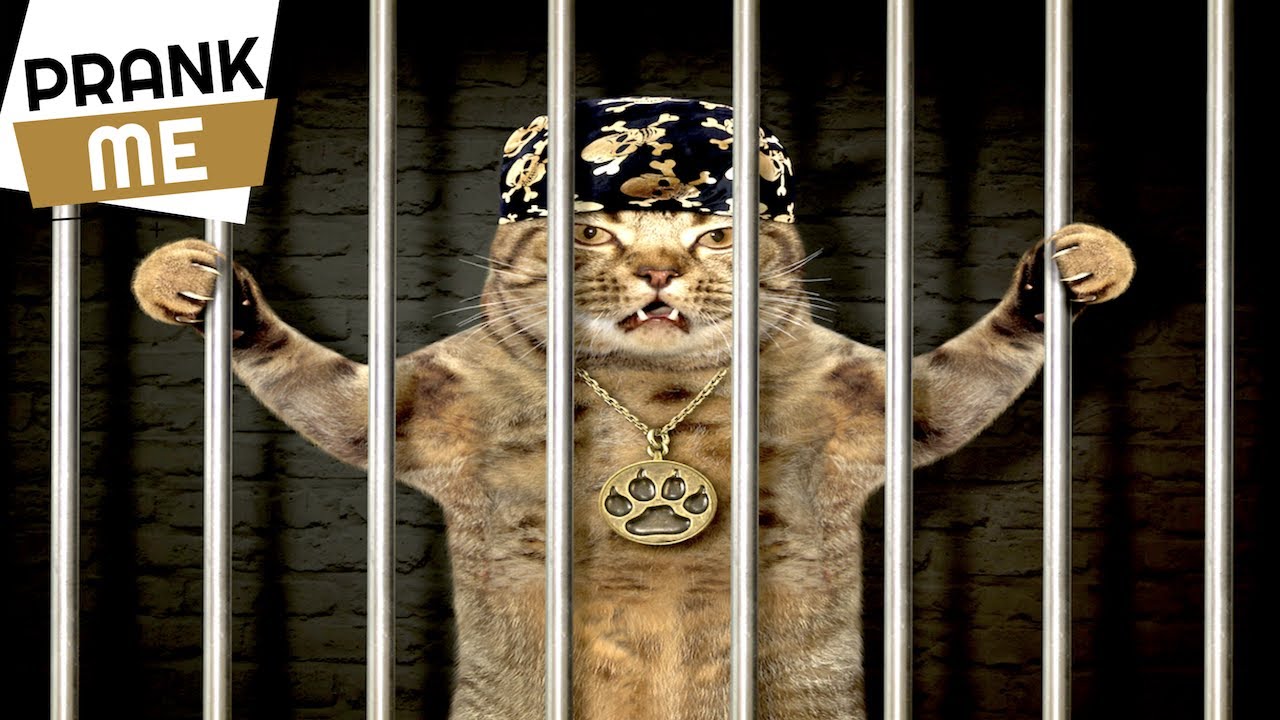 Police Siren Sound To Prank Your Cat (LAUGH HARD) - YouTube