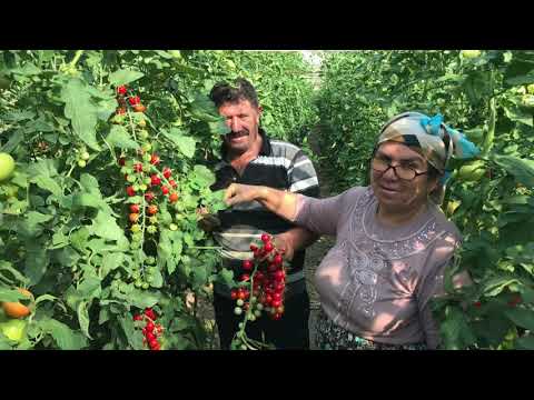 2017 İşhan Köyü ve Çoruh Vadisi. Görüntülerin yüzde doksan kısmı bu yıl sonu su altında kalacak .