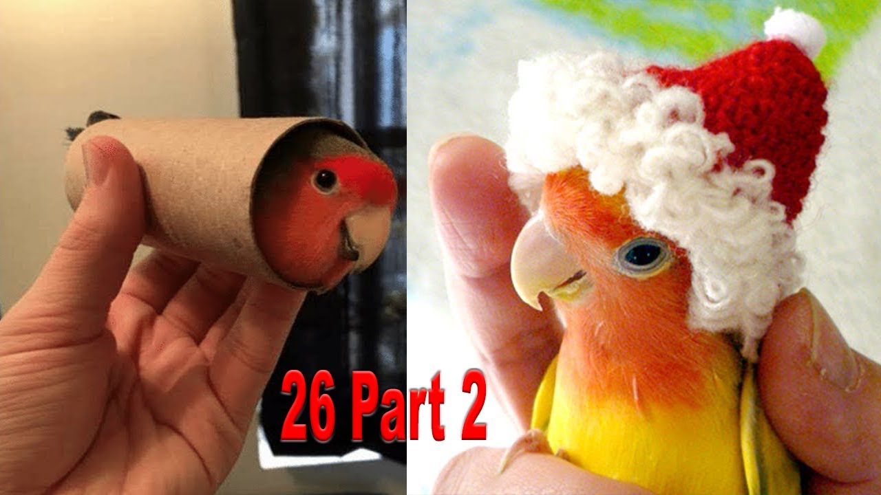*New* Backyard Birds Watching Cute Parrot|Bird Doing Funny Things ...