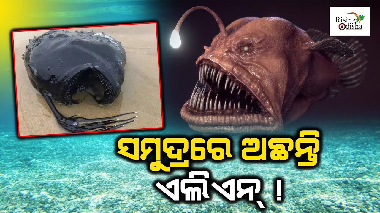 Aliens Live in the Water! | Dangerous Alien Monster | Sea Alien ...