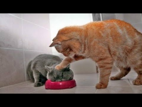 Gülməli Videolar. Ən Gülməli Pişiklər