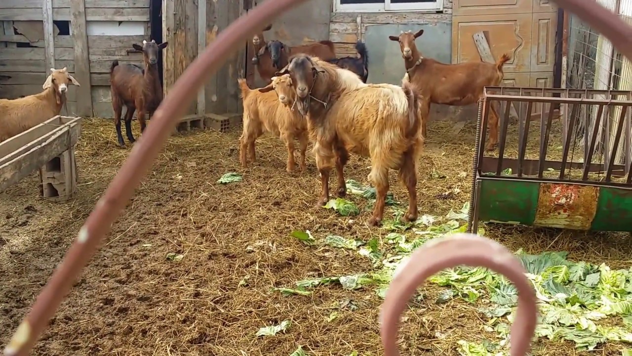 ΒΛΕΠΩ ΚΑΙ ΜΑΘΑΙΝΩ ΤΑ ΟΙΚΟΣΙΤΑ ΠΤΗΝΑ ΚΑΙ ΖΩΑ ΤΗΣ ΕΛΛΑΔΟΣ ΜΑΣ - YouTube