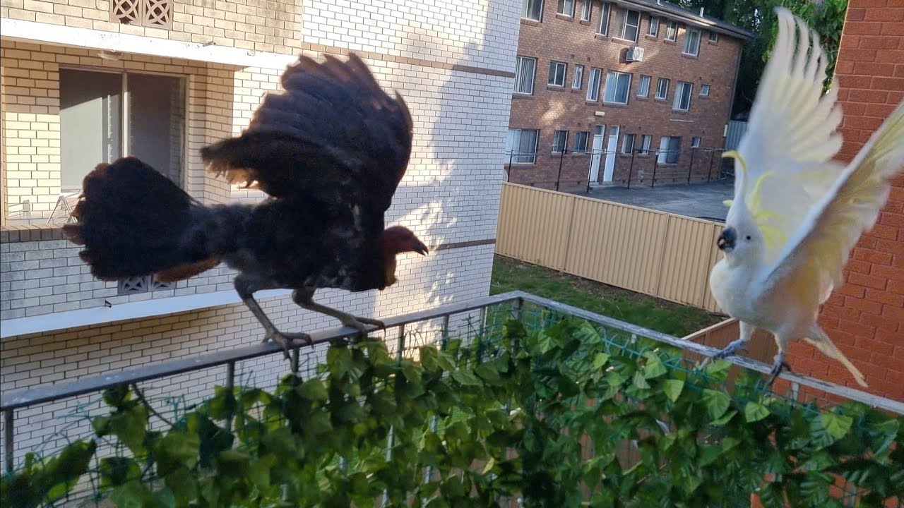 Hey, birb fam, join our Saturday live 🕊🦃🦜 - YouTube