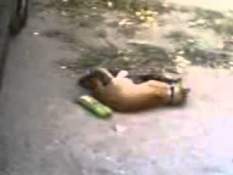 (piwikler)16+