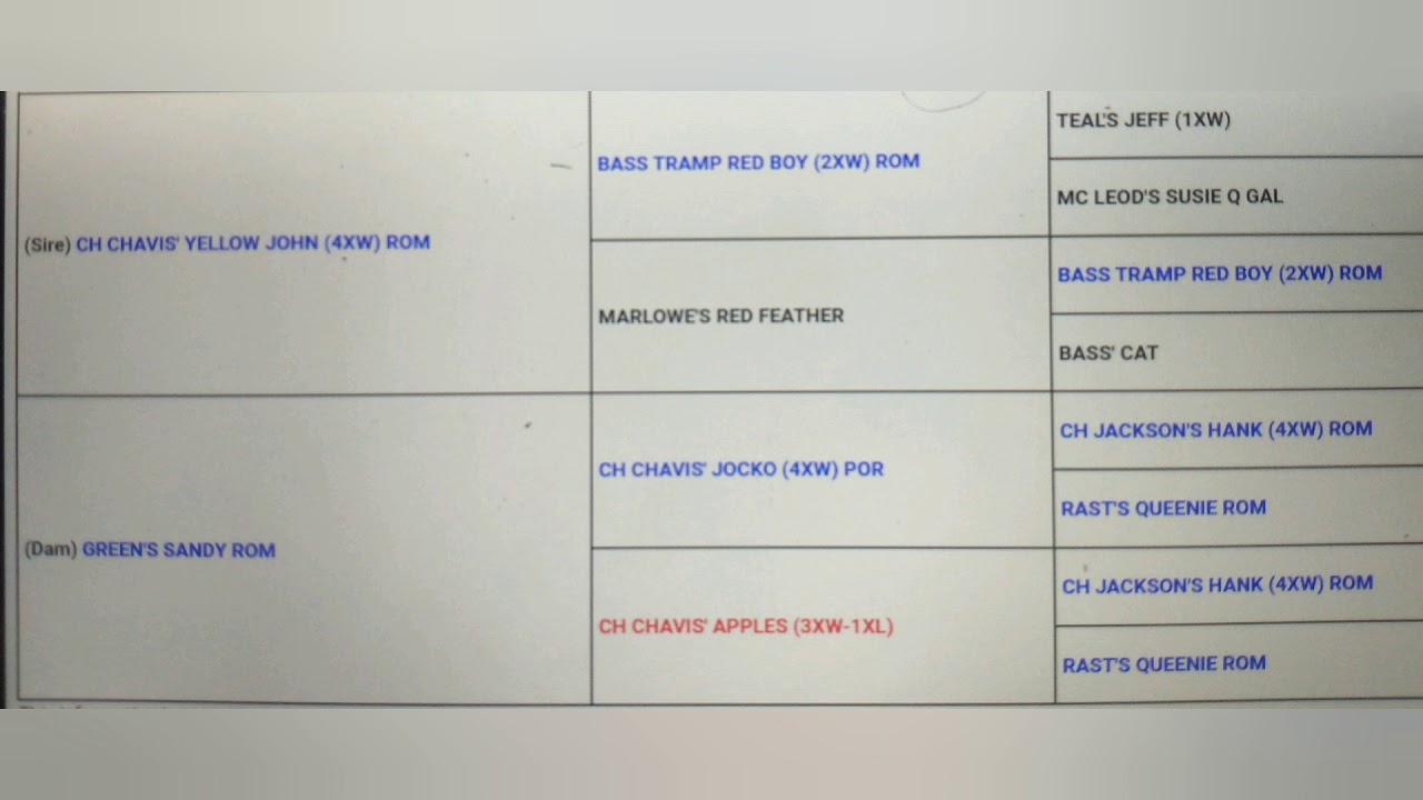 The Red boy Jocko Family"STP's Ch Toro" #APBTPLIFE##RBJ# - YouTube