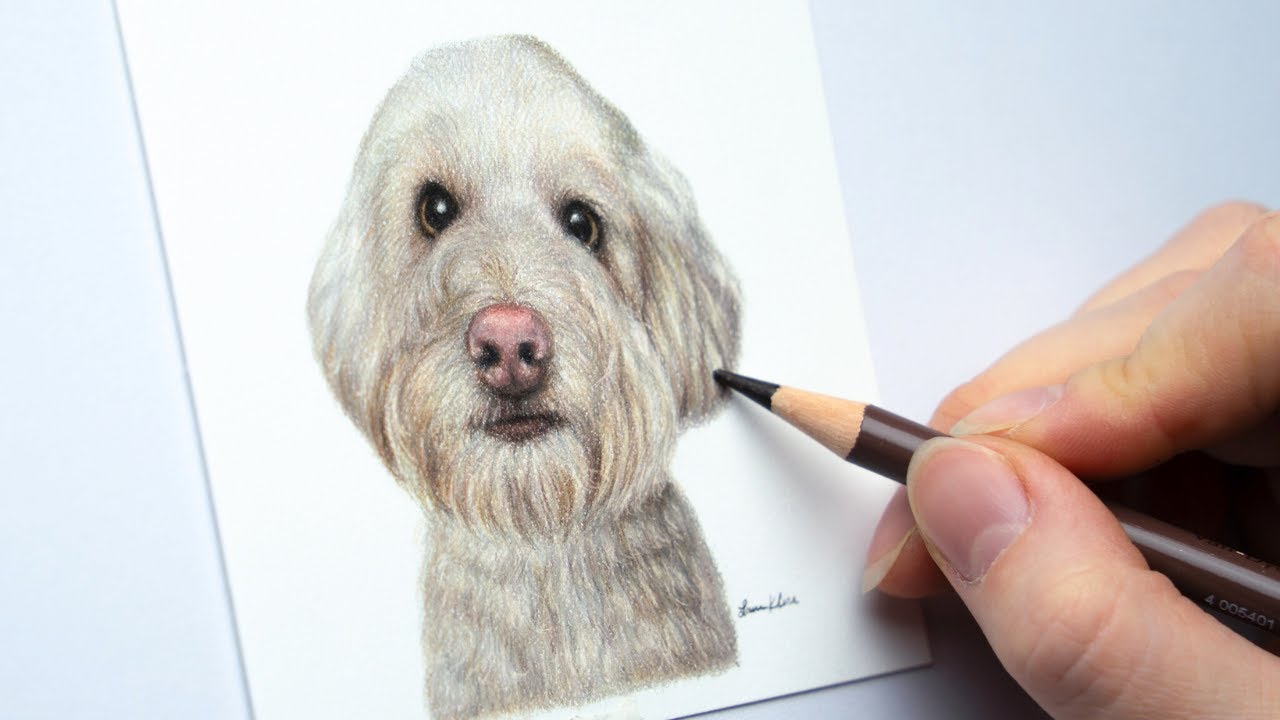 Drawing a White Poodle Tutorial | Colored Pencils for Beginners - YouTube