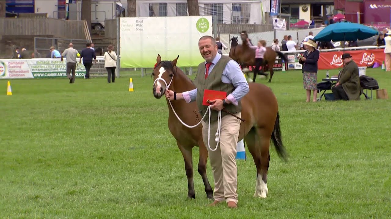 Merlod Cymreig Teip Cob - Eboles Blwydd | Welsh Ponies Cob Type ...