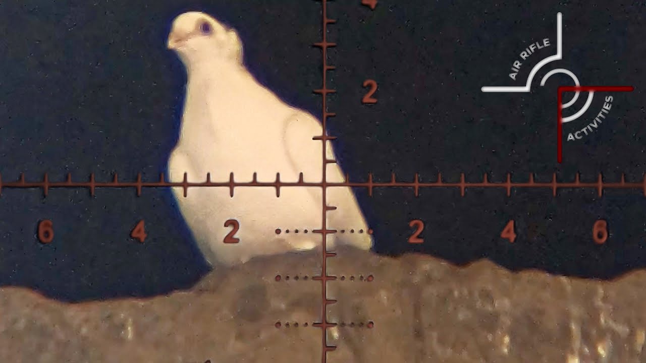 Air Gun vs. Messy Pigeons - the Overpass - YouTube