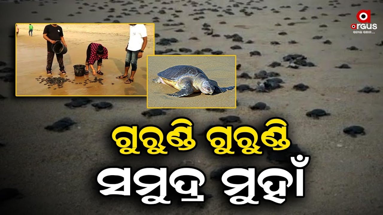 Baby Olive Ridley Turtles On Their Way To The Sea - YouTube