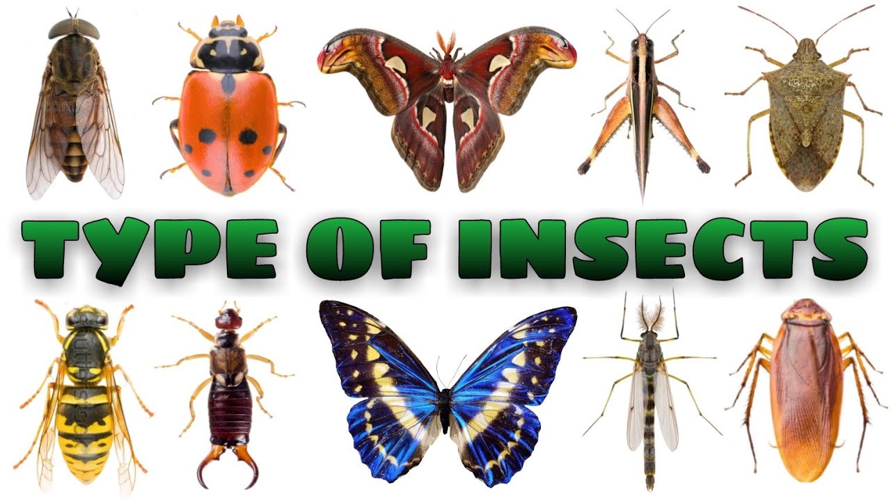 INSECT | Type of insect | Learning name and picture of insects species ...