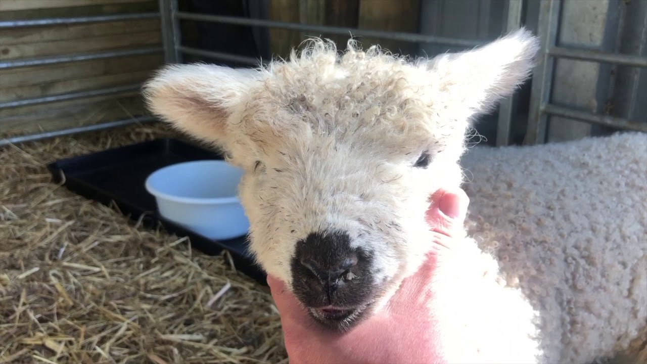 Robbie - Greyface Dartmoor sheep for sale in Devon, Moorparks Holiday ...