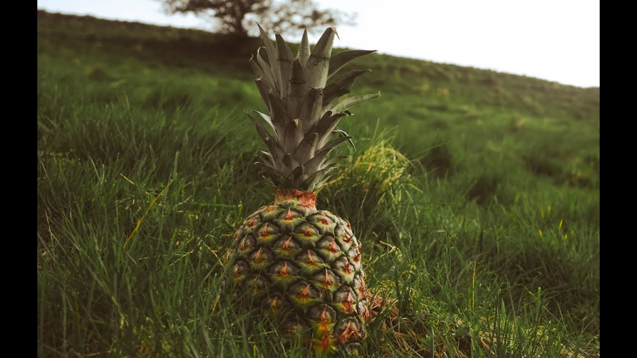 Pineapple Official Music Video | Alex Stephens - YouTube