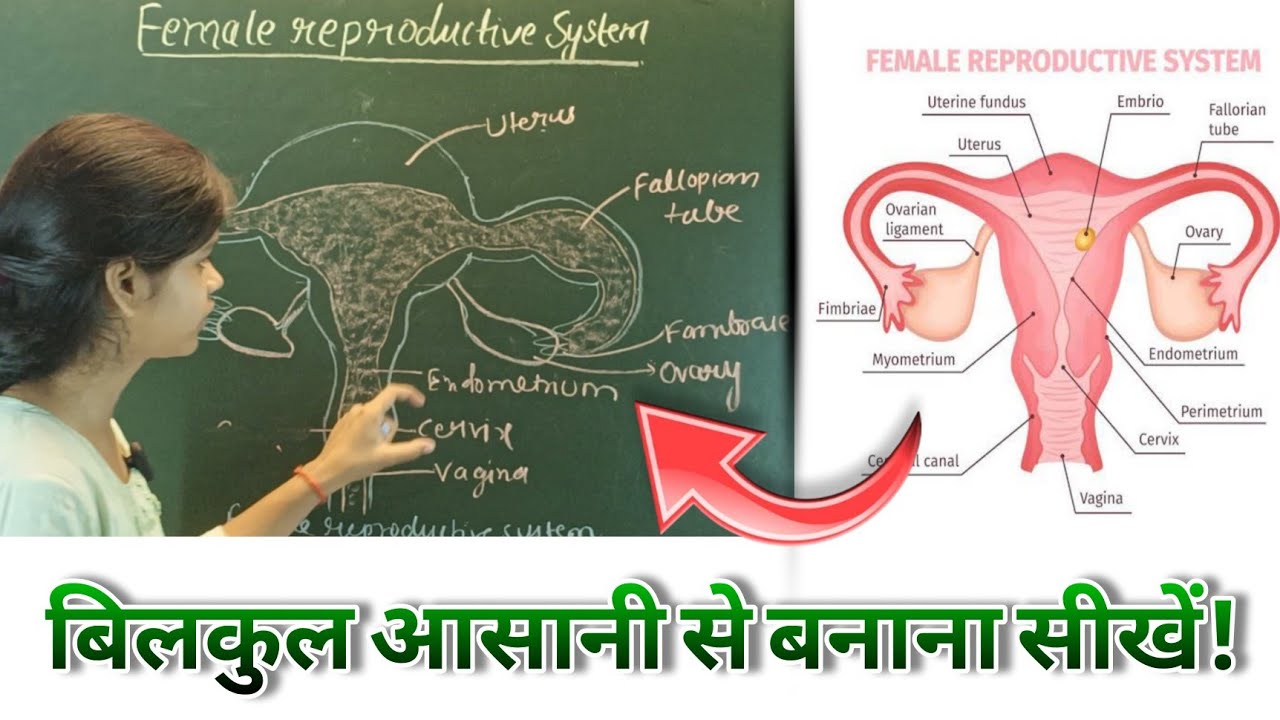 Female Reproductive System Diagram | मादा जनन तंत्र संचित्र और वर्णन ...