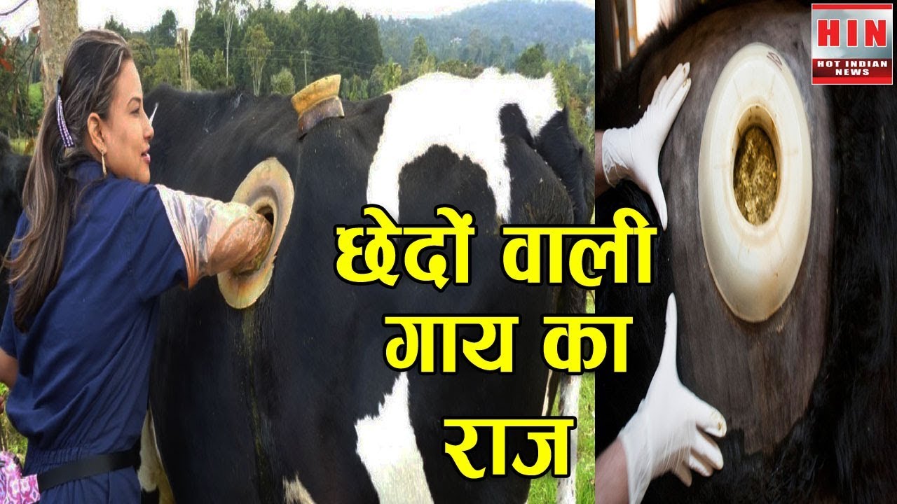 आखिर क्यों करते हैं इन गायों के पेट में छेद | Fistulated cow | Hole in ...