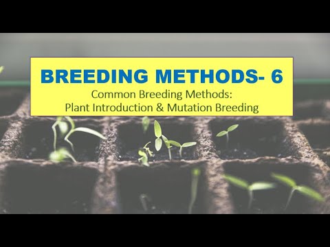 BREEDING METHODS-6: Common Breeding Methods: Plant Introduction ...
