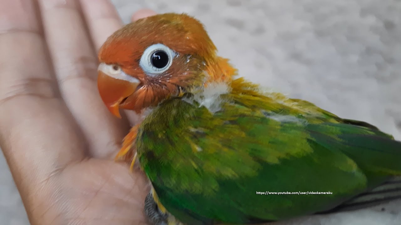 Lovebird Chick - Euwing Green - YouTube