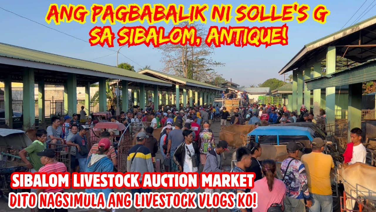ANG PAGBABALIK NI SOLLE'S G SA SIBALOM, ANTIQUE! | SIBALOM STOCKYARD ...