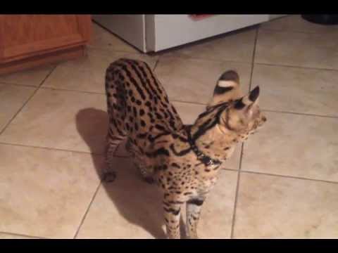 Watch this Serval JUMP So High!! - YouTube