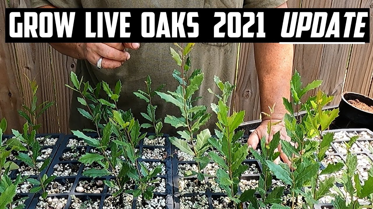 Grow Live Oak Trees 2021 Update - YouTube