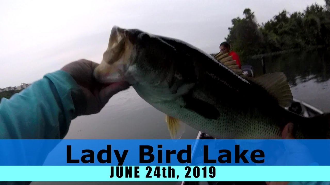 Bass Fishing On Lady Bird Lake June 2019 - YouTube
