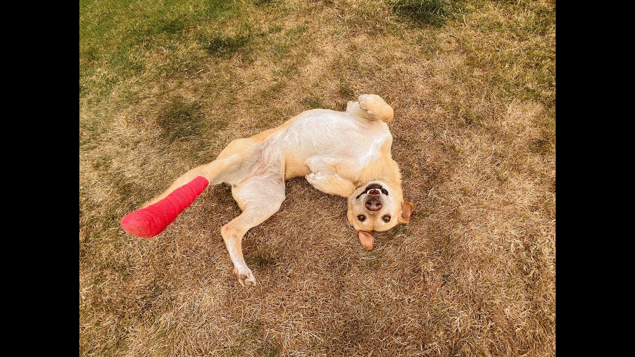 My dog stepped into a rabbit trap - YouTube