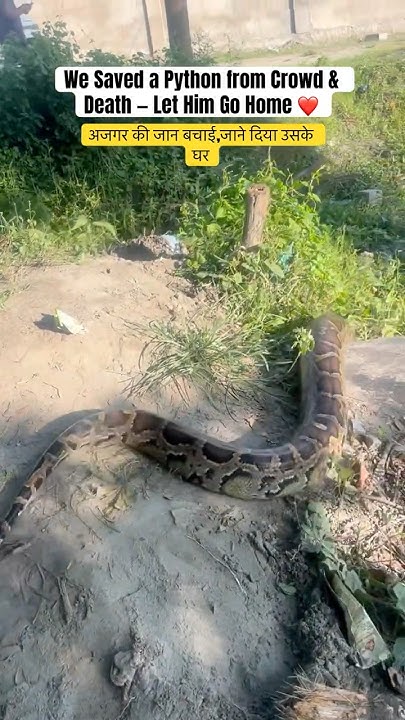 We Saved a PYTHON from Crowd & Death - Let Him Go Home|अजगर को भीड़ और मौत से बचाया #shorts # ...