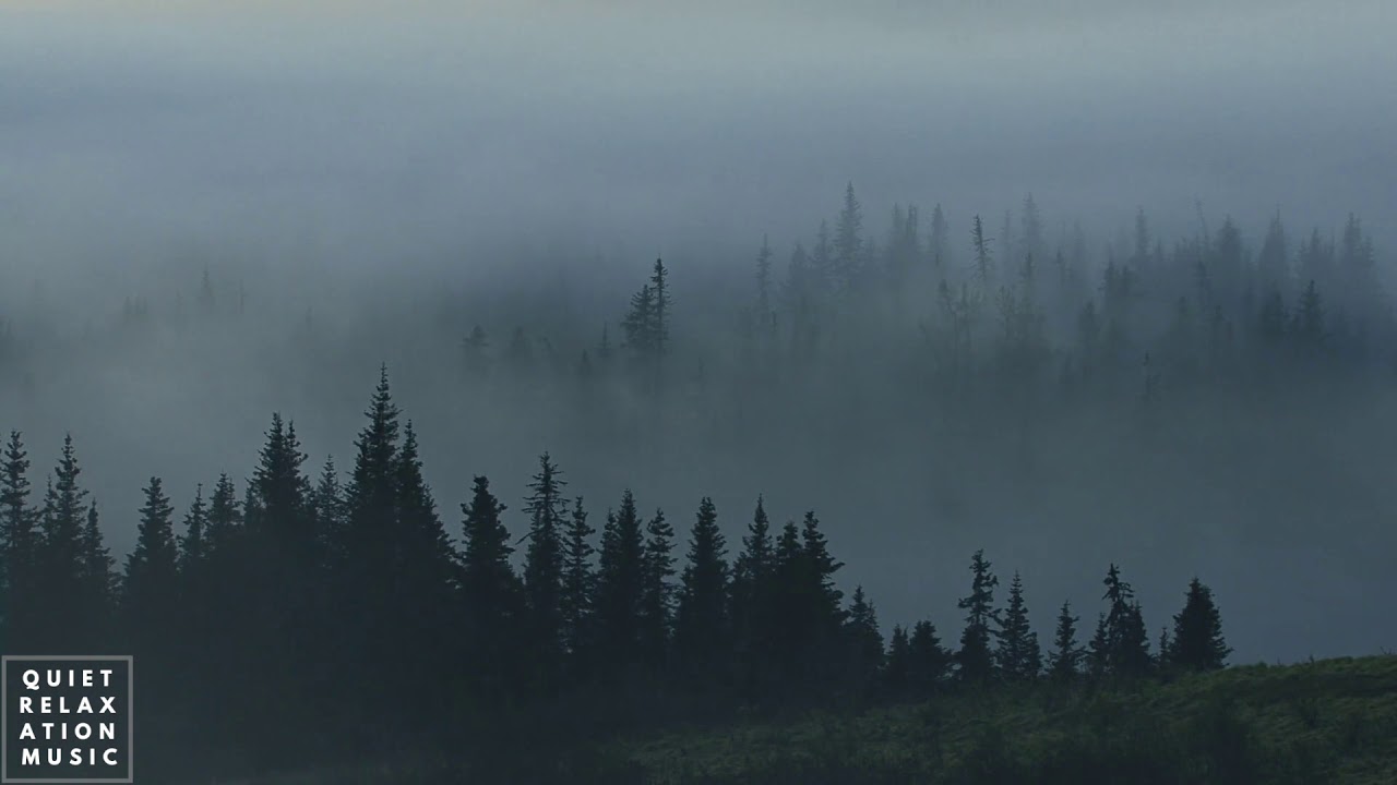 Hazy Forest with Birds Chirping for Sleep | Relaxation Sounds | Nature ...