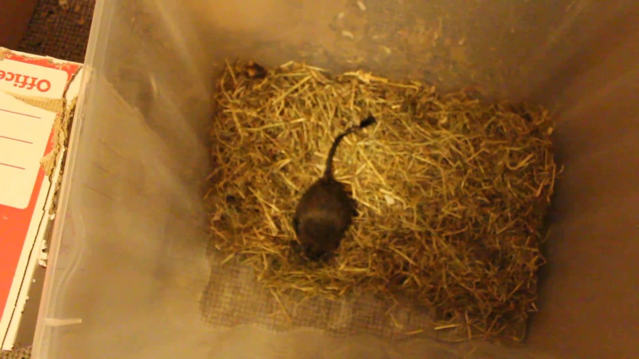 How to catch a degu - YouTube