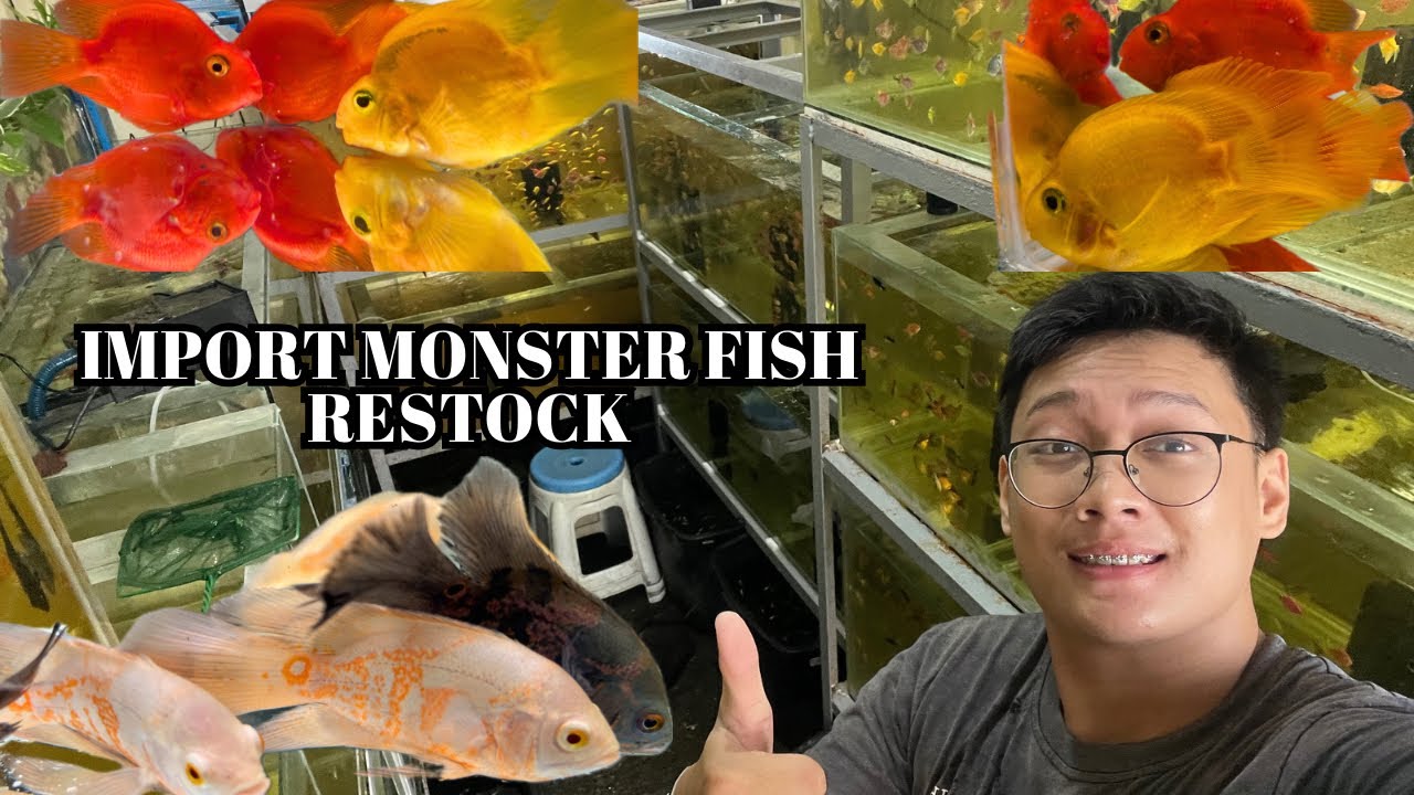 Monster Fish Restock 2024 | Albino Tiger Longfin Oscar | Banana And ...