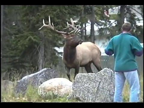 Bull Elk Chases Man in Downtown Banff Canada - YouTube