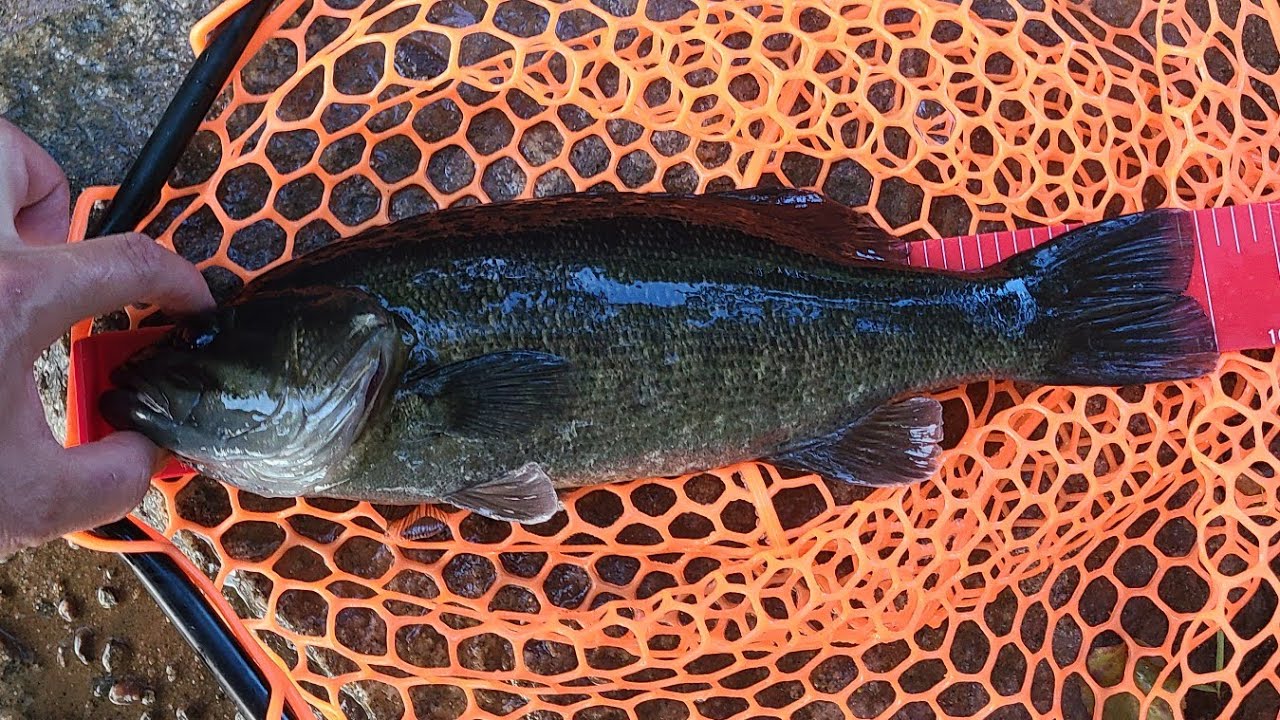 2024 Georgia Bass Slam - Smallmouth Bass - the slam is complete - YouTube