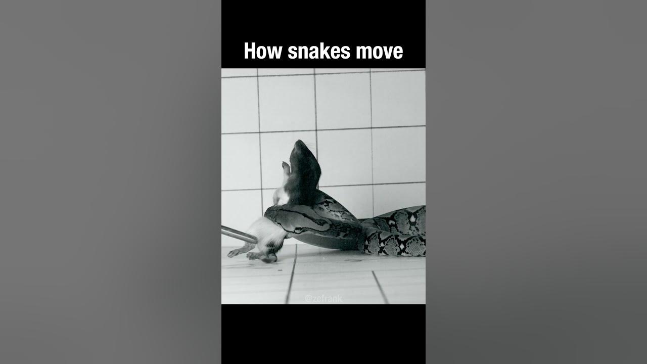 How snakes move (short) - YouTube