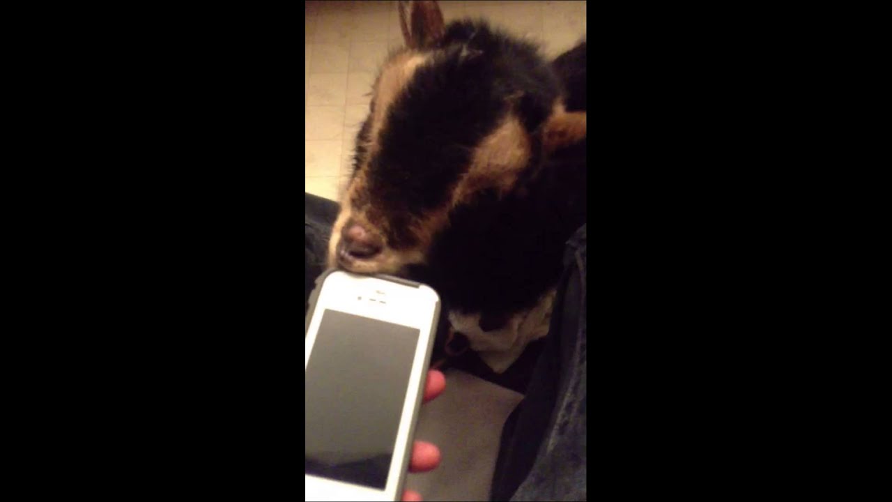 Chewy the goat eating my iPhone - YouTube