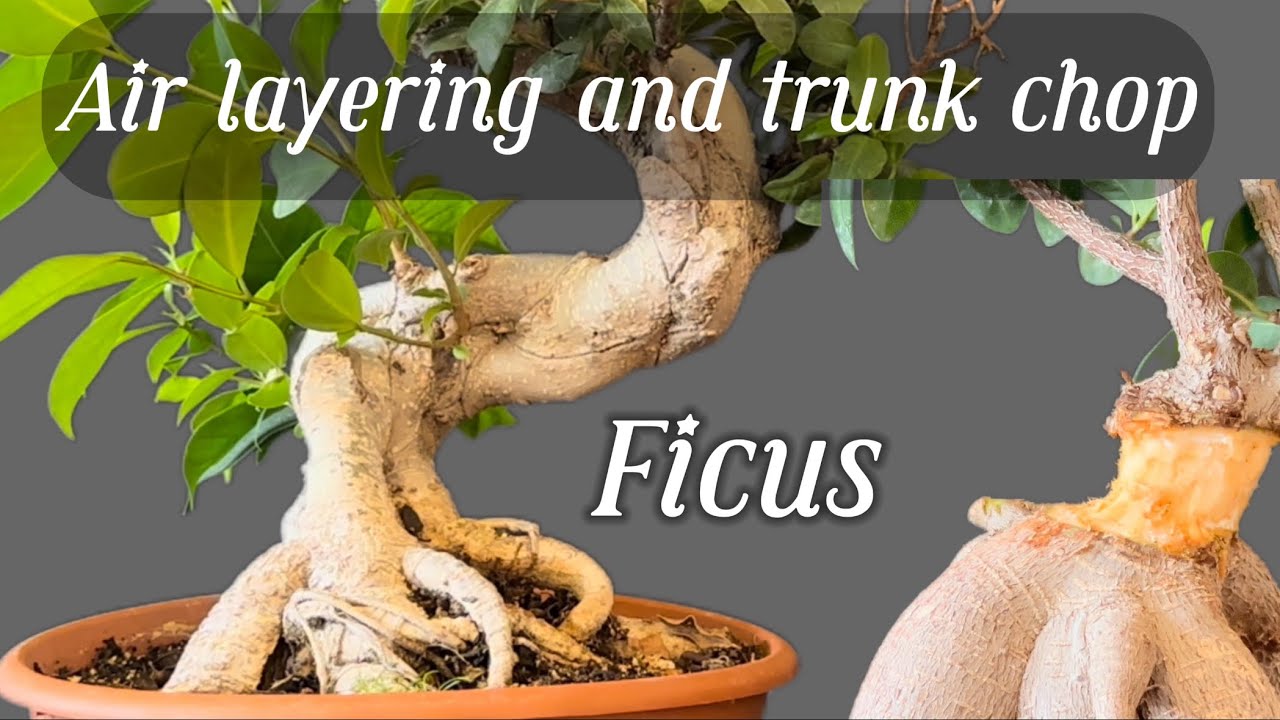 Massive ficus trunk, redesign and air layering #new #japan #trending # ...