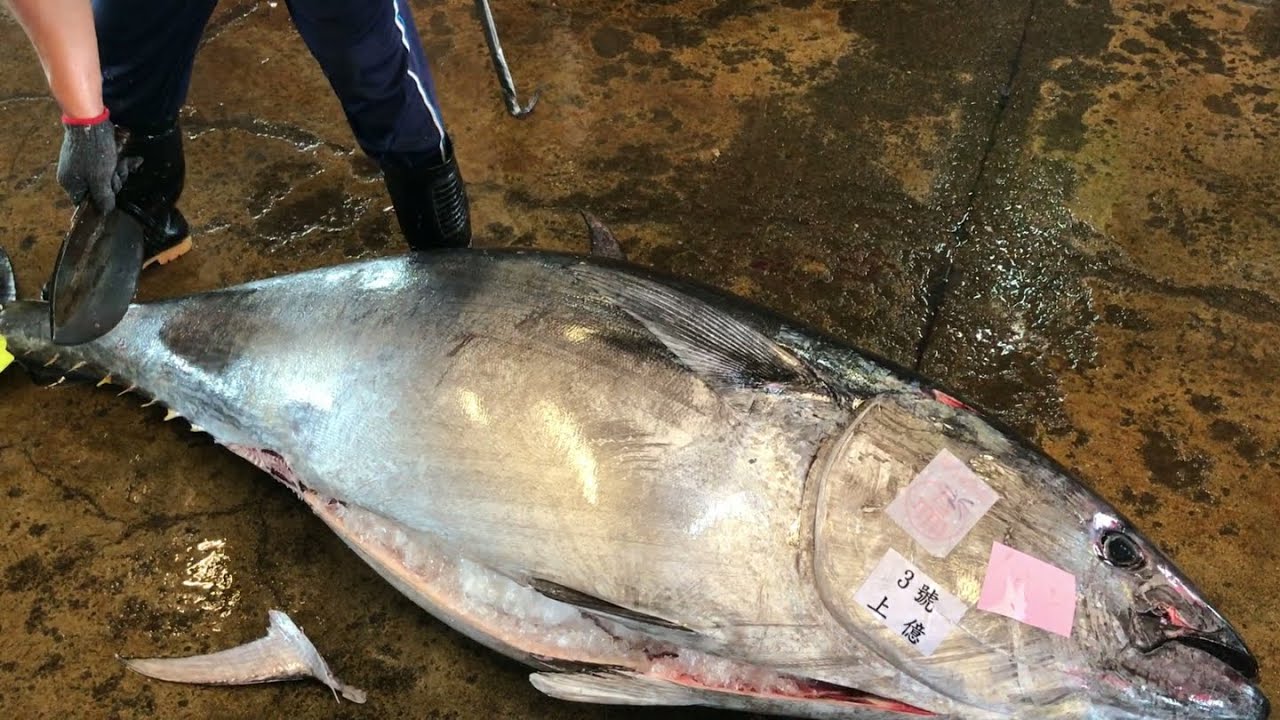 Unleashing the Flavor: How the Right Cut of Bluefin Tuna Makes All the ...
