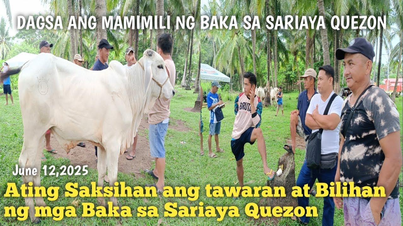 Dumagsa ang mga Mamimili ng Patabaing Baka sa Lutucan Sariaya Quezon ...